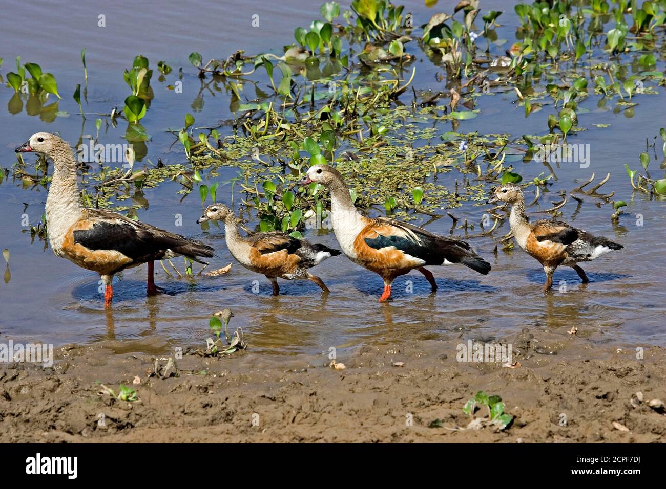 Male orinoco goose hi-res stock photography and images - Alamy
