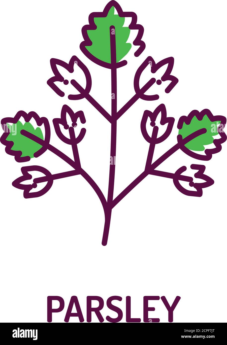 Parsley color line icon. Herb leaves. Salad. Natural vegetable. Healthy ...