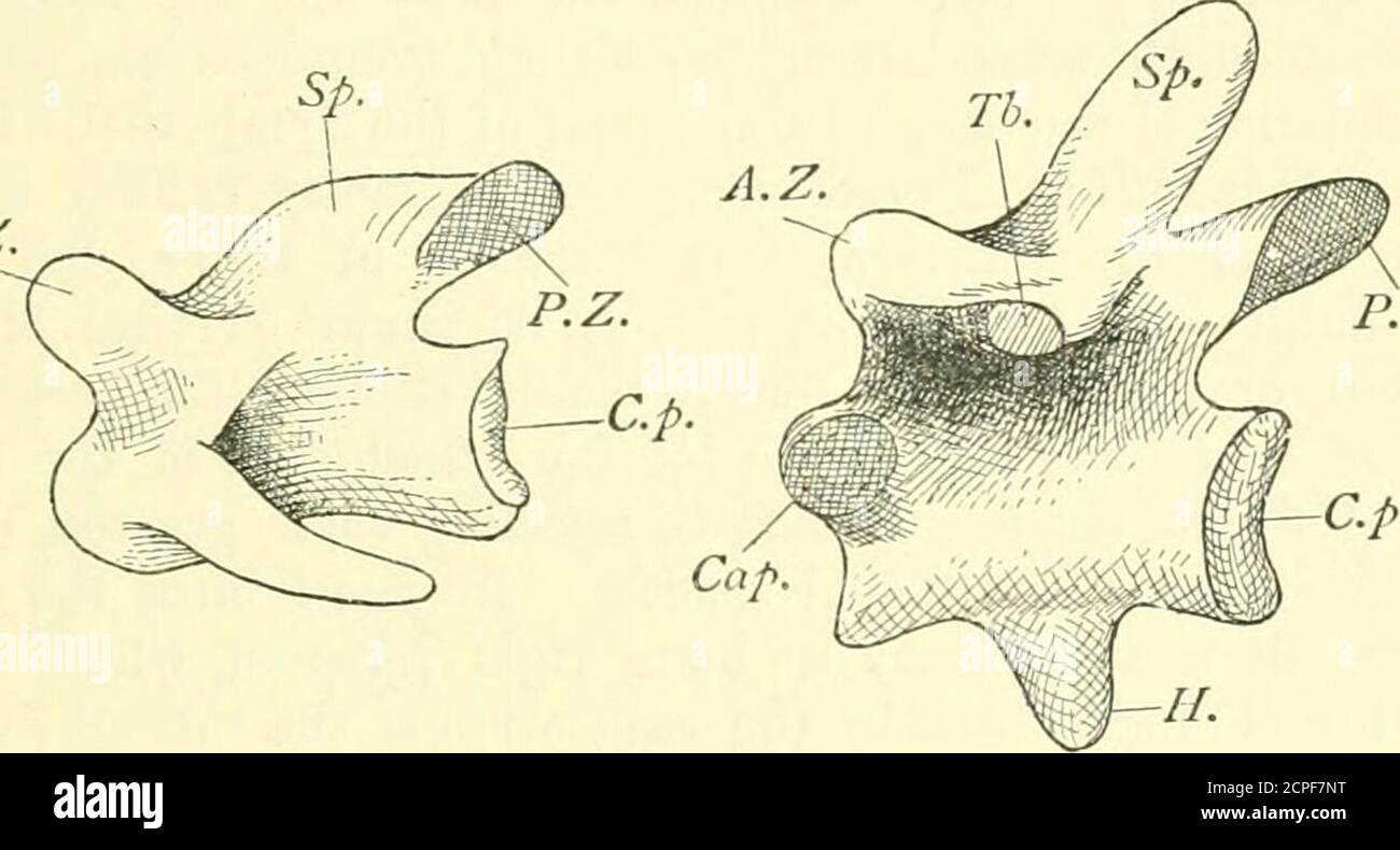 Neural foramen hi-res stock photography and images - Alamy