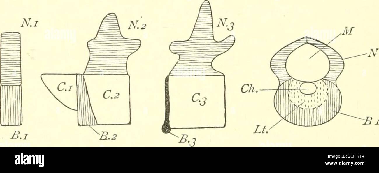 Odontoid process hi-res stock photography and images - Alamy