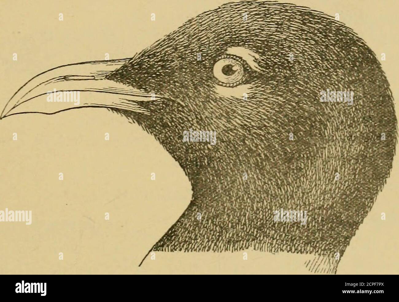 Curved tibia hi-res stock photography and images - Alamy