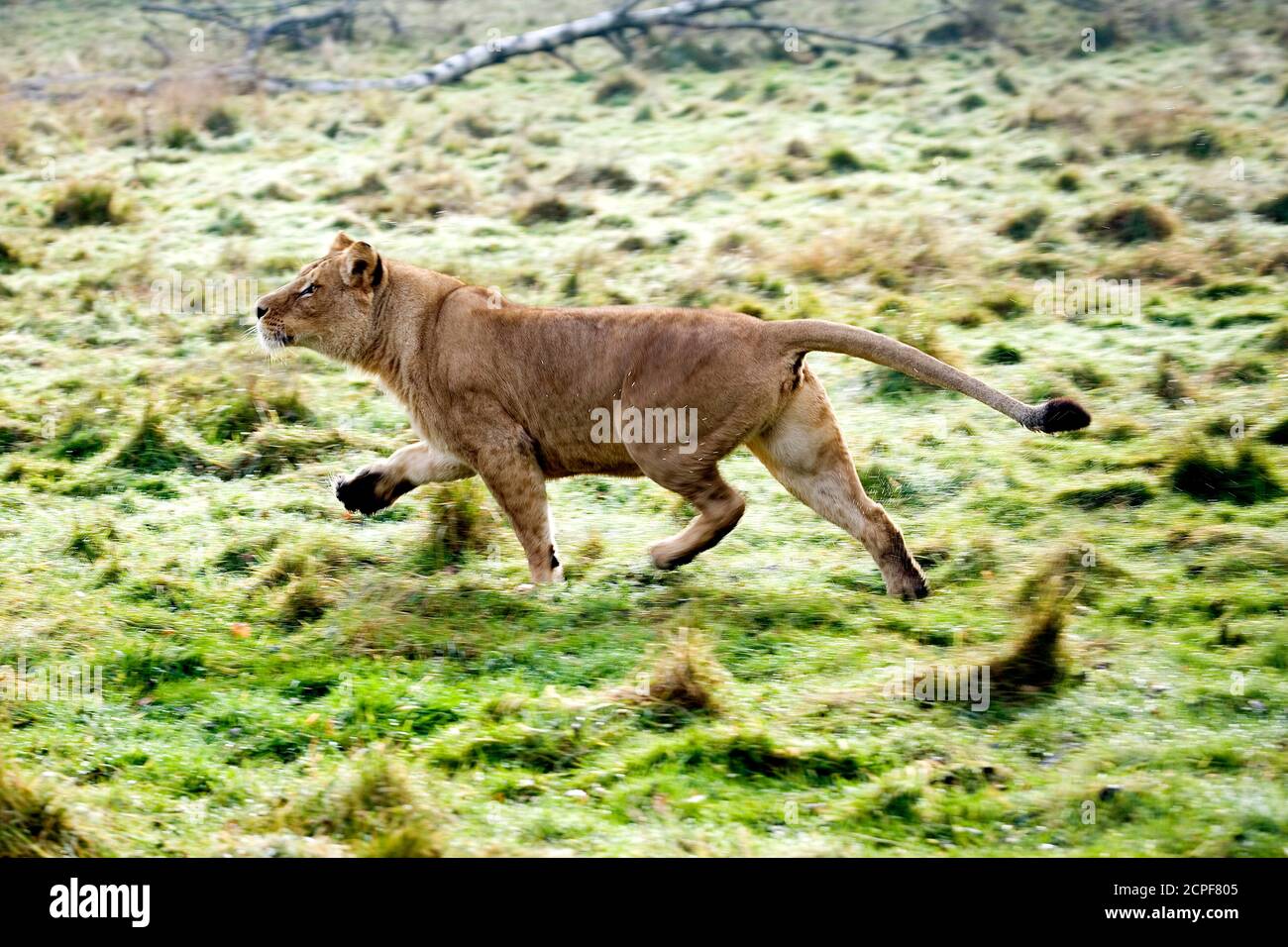 Katanga Lion or Southwest African Lion, panthera leo bleyenberghi ...