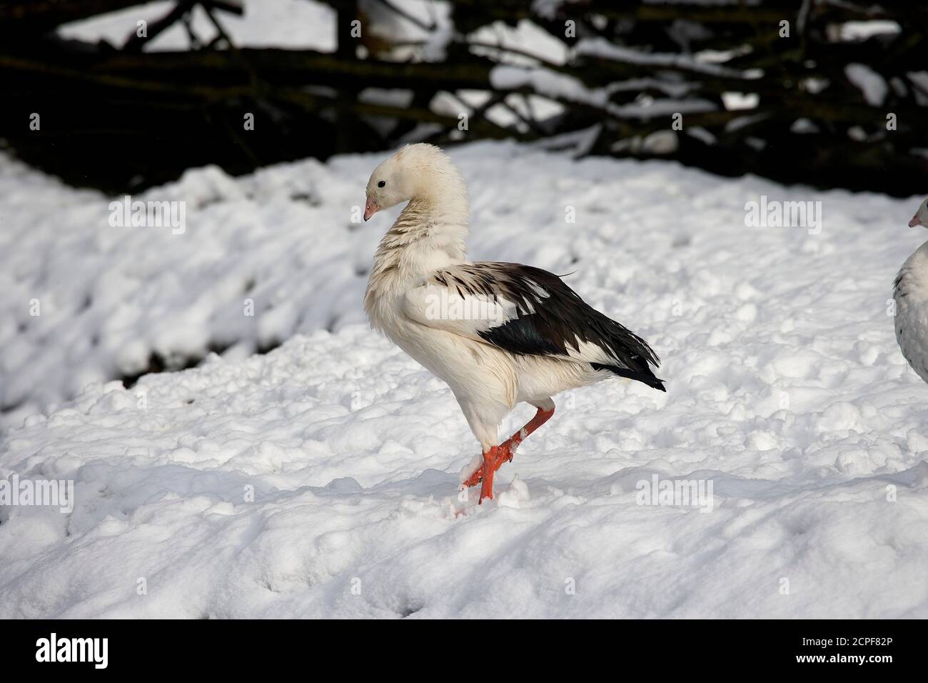 Andean Goose, chloephaga melanoptera, Adult standing on Snow Stock ...