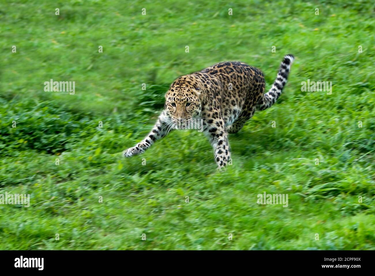 Amur leopard jumping hi-res stock photography and images - Alamy