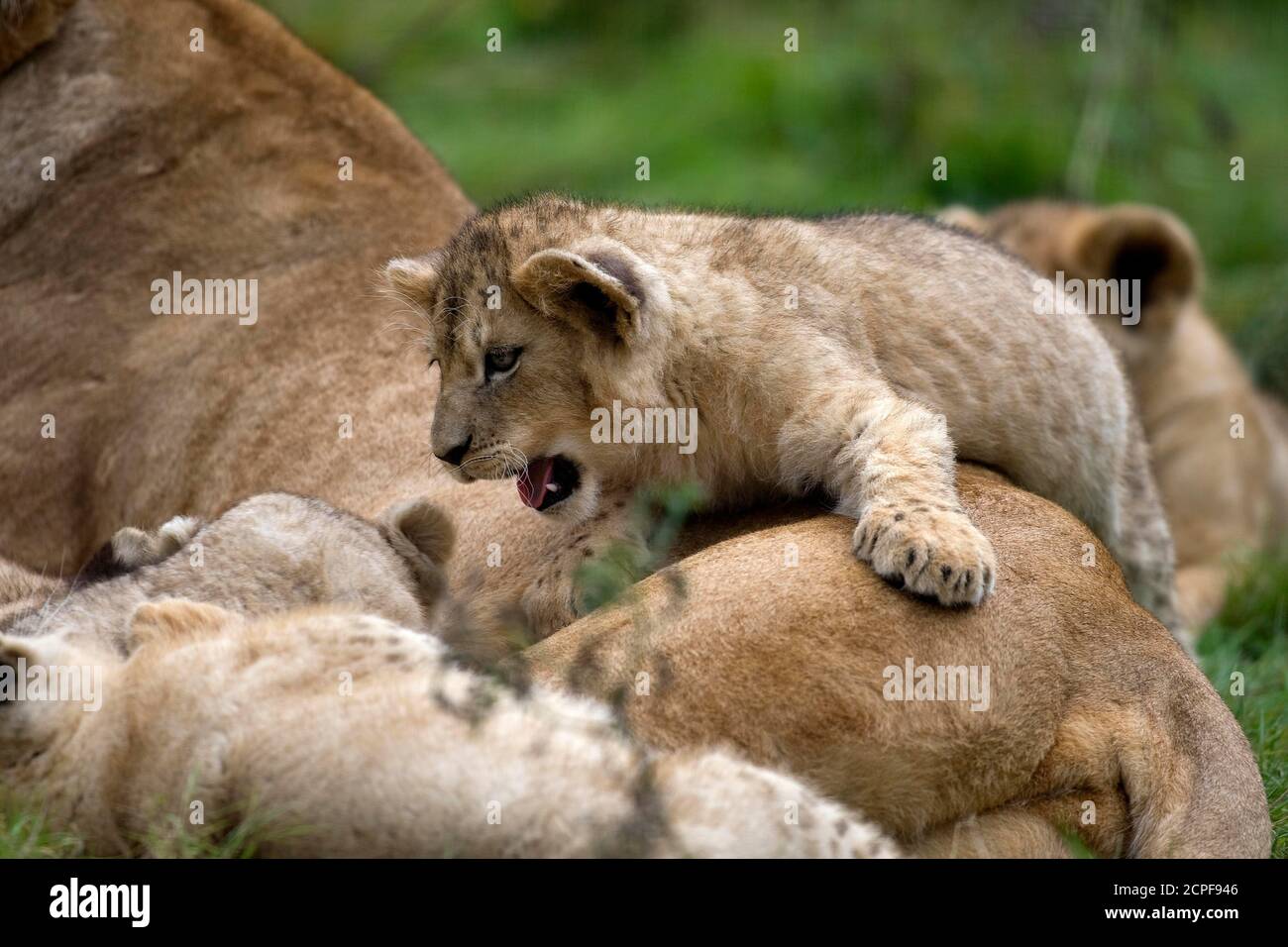 Katanga Lion or Southwest African Lion, panthera leo bleyenberghi ...