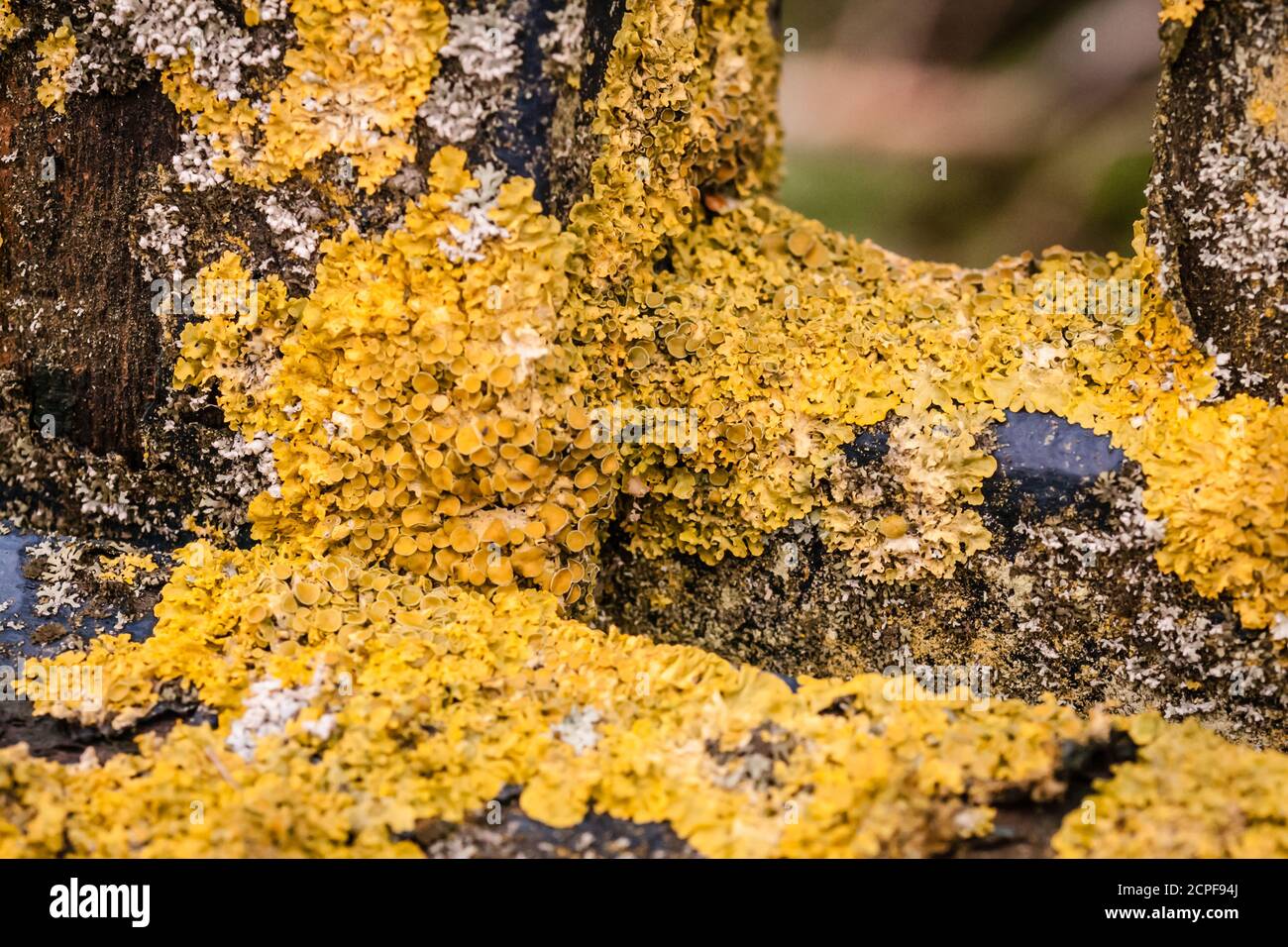Corner of a Norfolk old lichen covered bench showing the multiple ...