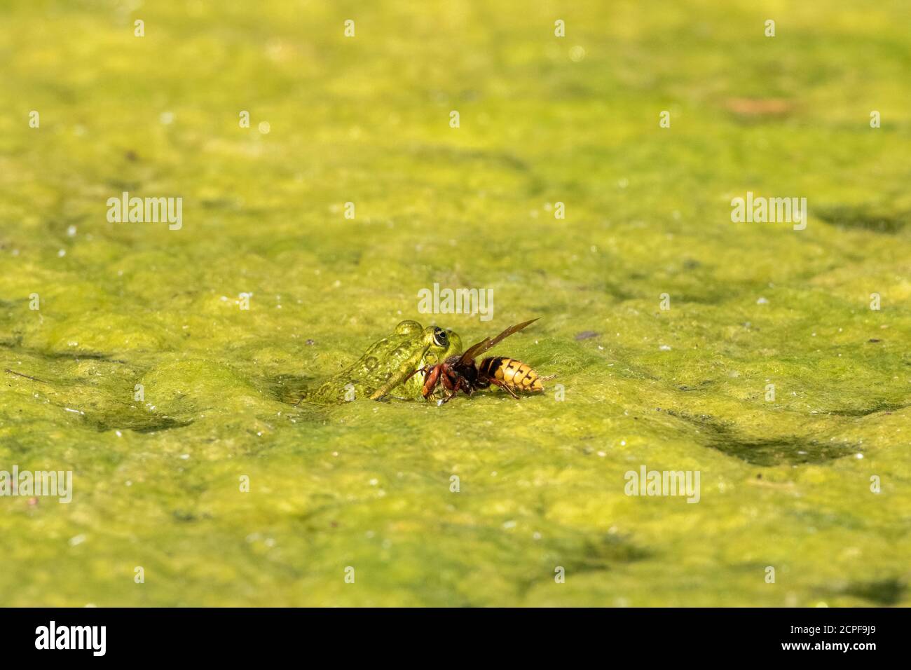 Pond life frog insects hi-res stock photography and images - Alamy