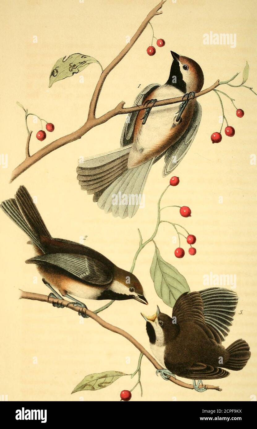 . The birds of America : from drawings made in the United States and ...