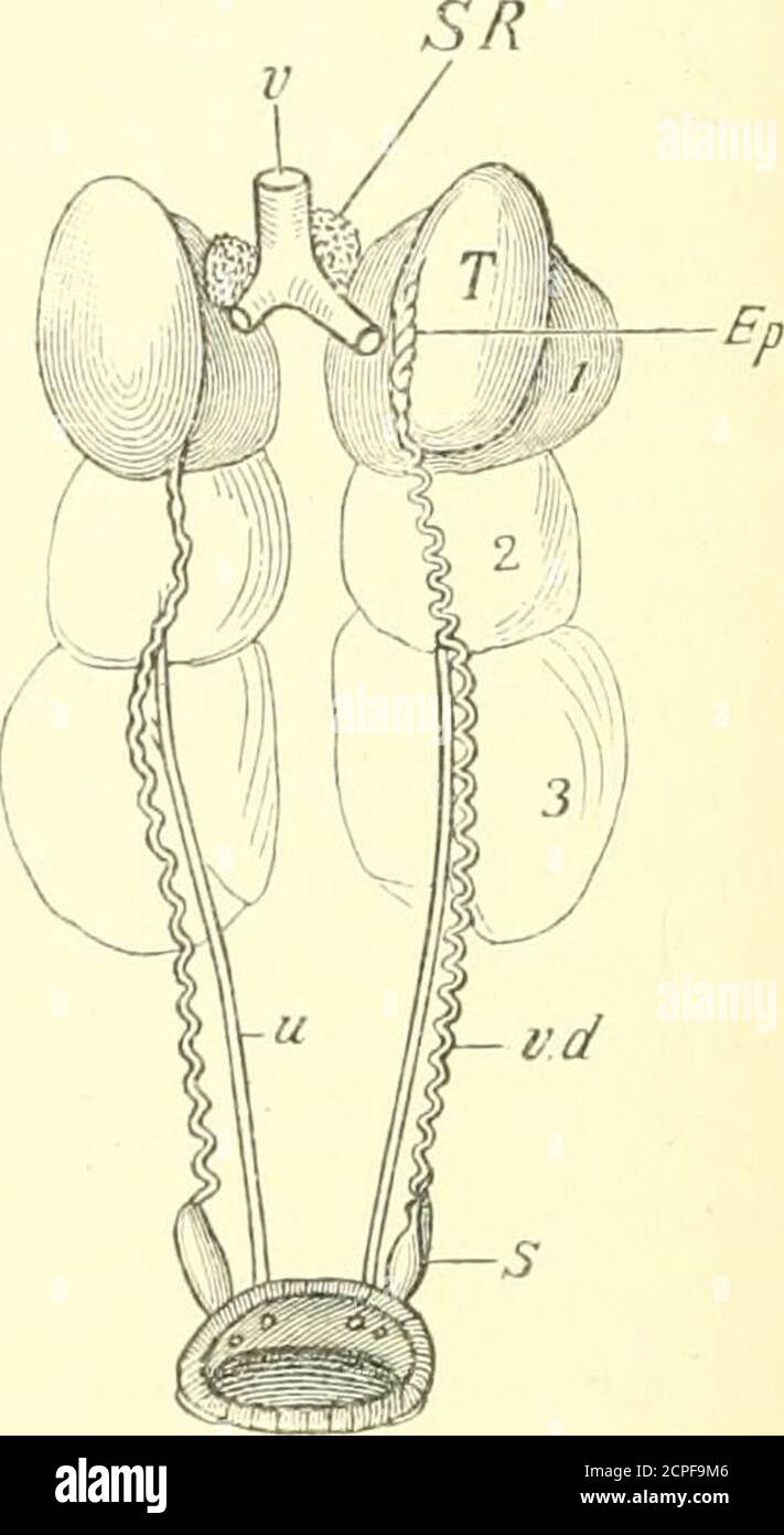 . A dictionary of birds . Tiu. 1. Fig. 2. Reproductive Organs of Pigeon ...