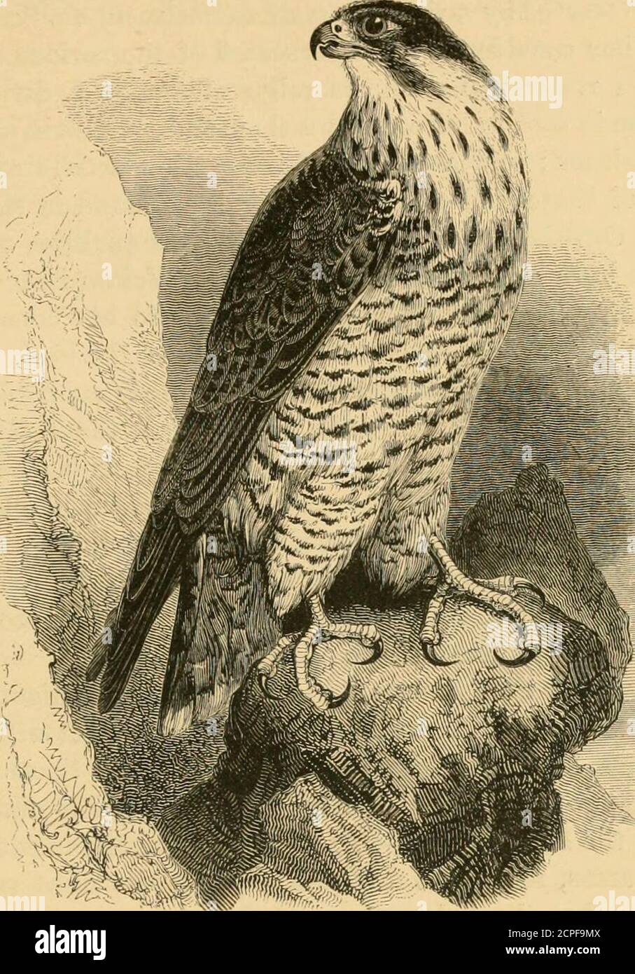 . A history of British birds . PEREGRINE FALCON. ACCIPITEES. 53 ...