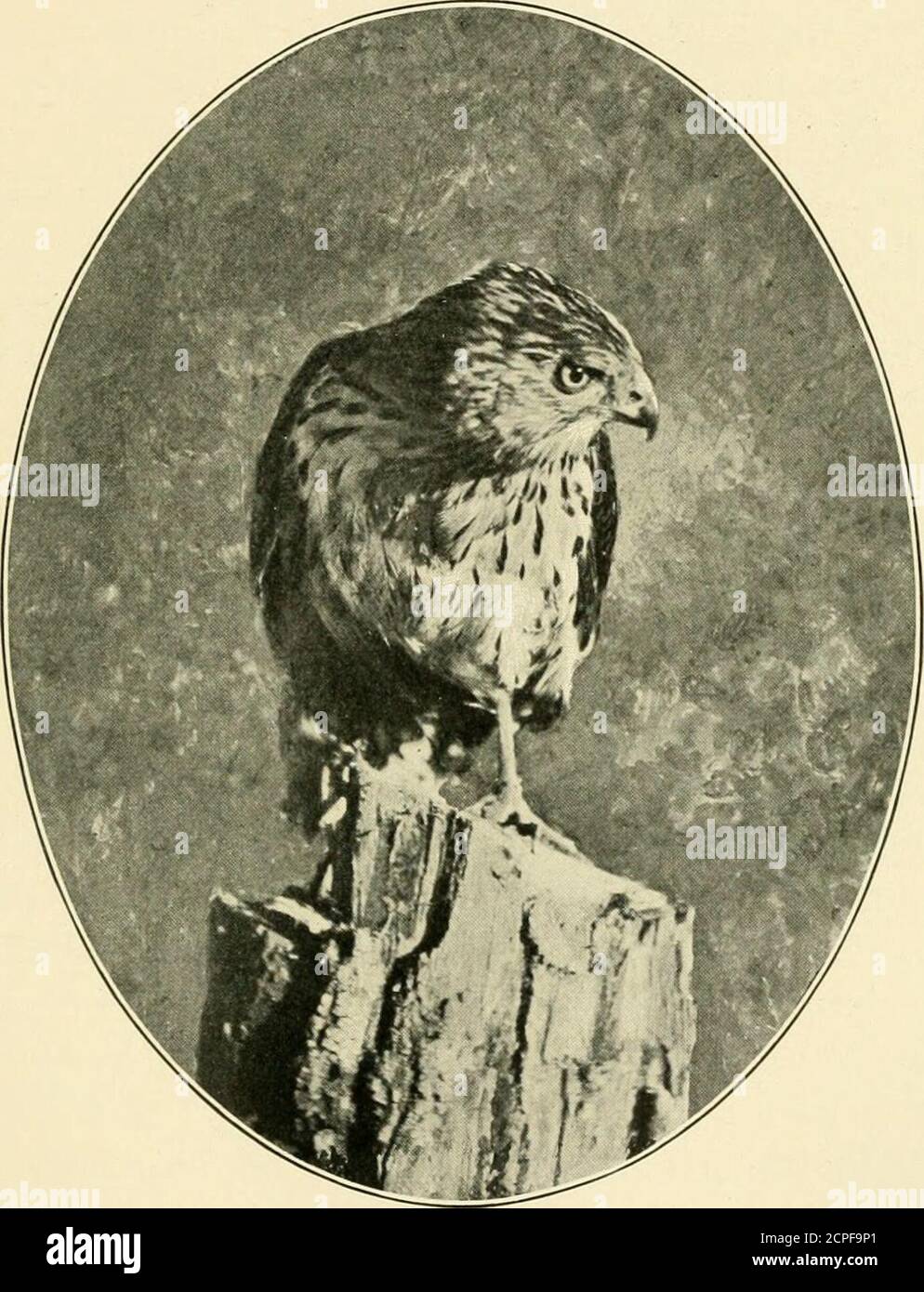 Stunted wings hi-res stock photography and images - Alamy