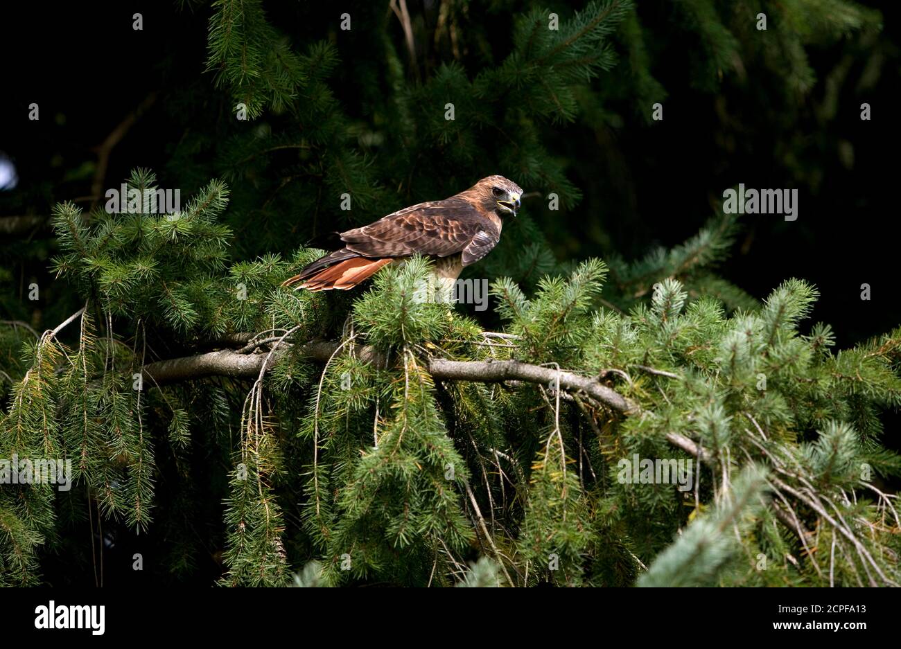 Red tailed hawk standing on hi-res stock photography and images - Alamy
