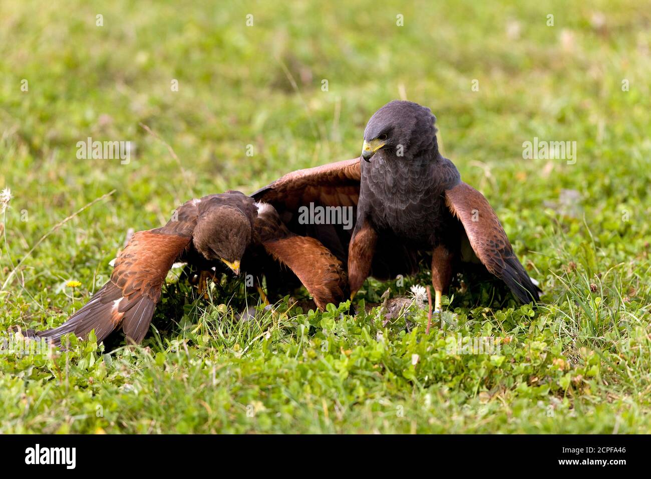 Harris Hawk, parabuteo unicinctus, Adults fighting Stock Photo - Alamy