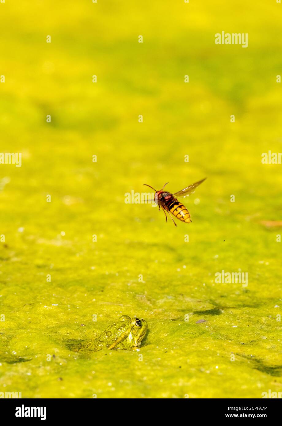 Pond life frog insects hi-res stock photography and images - Alamy
