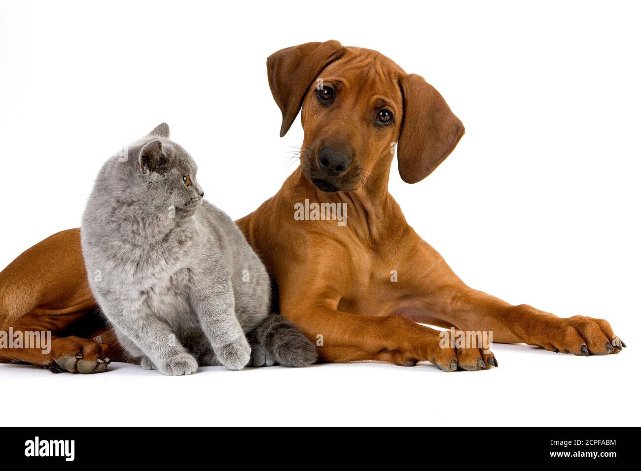 Lilac British Shorthair Male Domestic Cat and Rhodesian Ridgeback, 3 ...