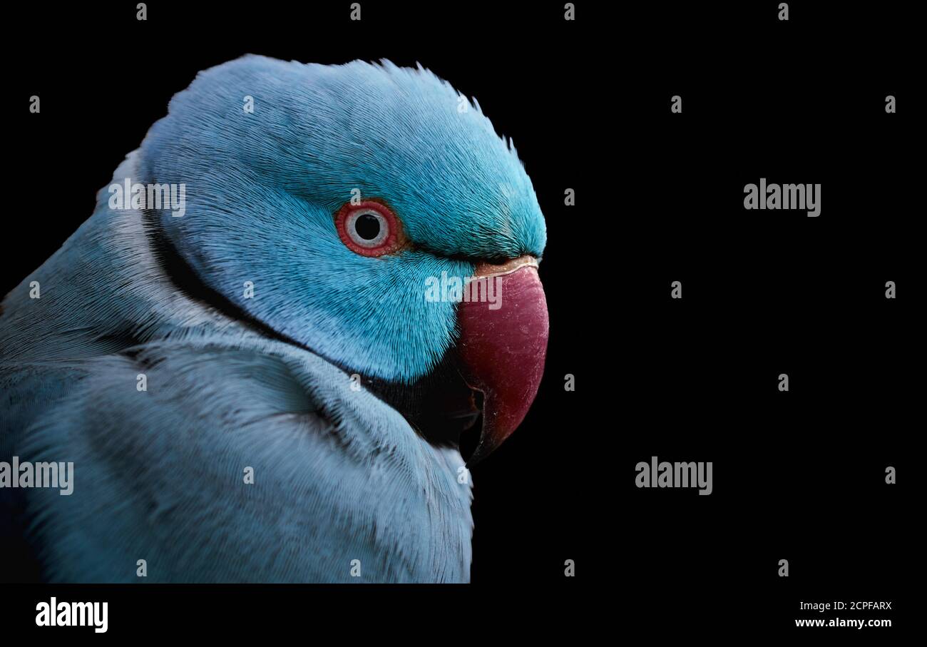 Ringneck hi-res stock photography and images - Alamy