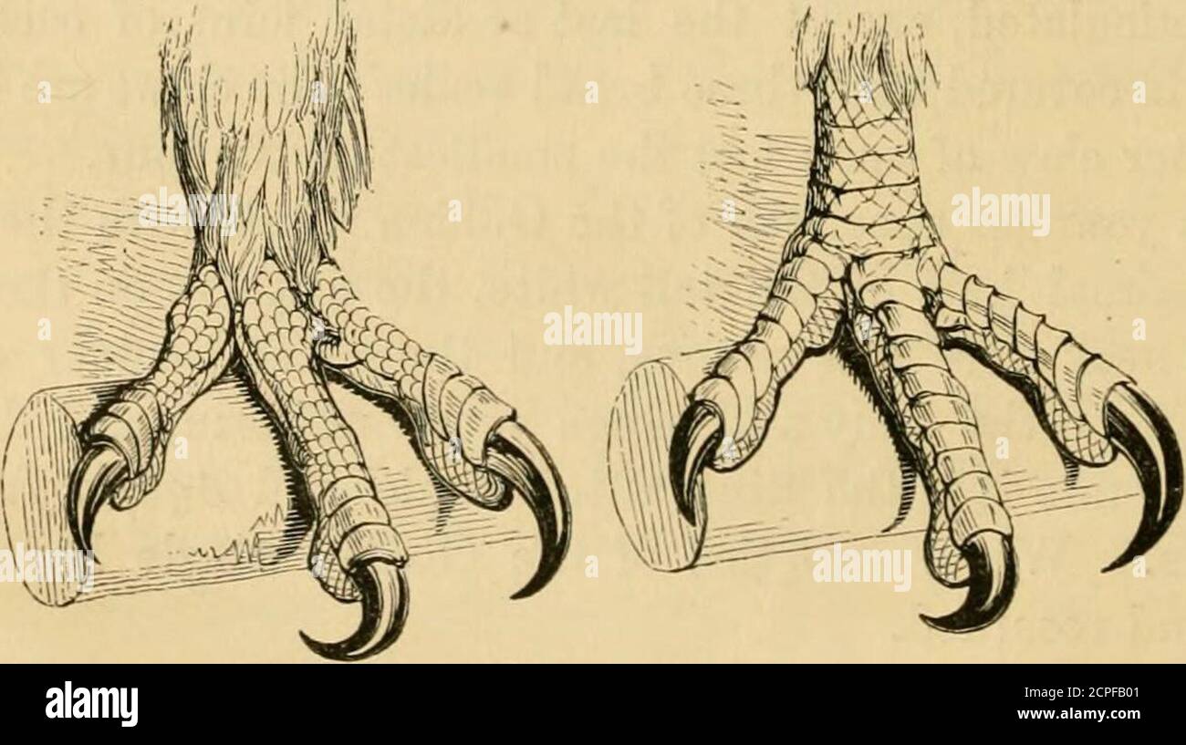Drawings Of Eagle Feet