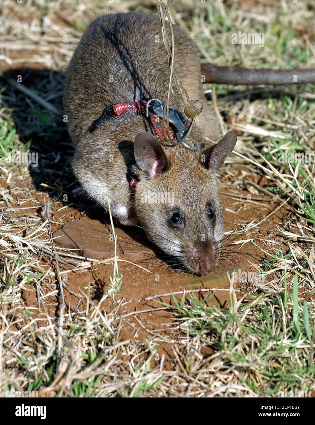 Sokoine hi-res stock photography and images - Alamy