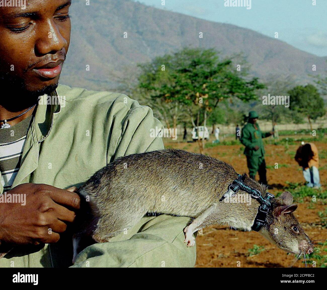 African pouched rat hi-res stock photography and images - Alamy