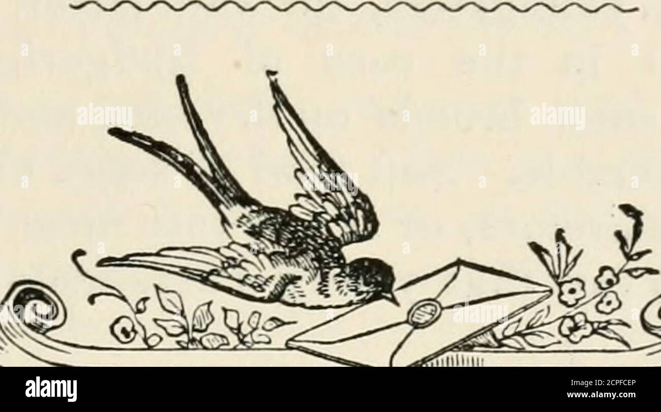 Long tailed grass finch hi-res stock photography and images - Alamy