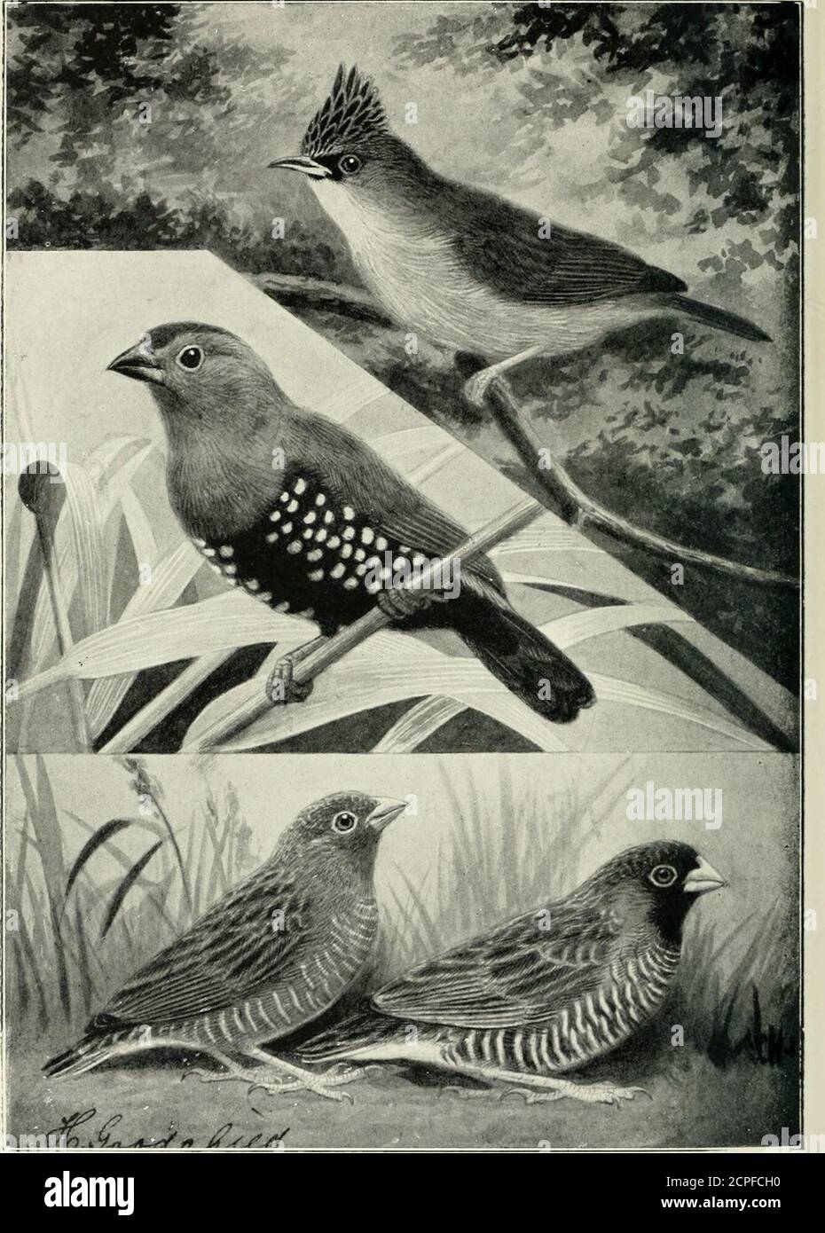 . Bird notes . ating, fruit-eating, and insectivorous groups;here M^ere ...
