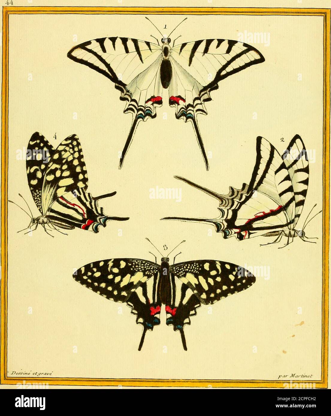 . [Planches enluminées d'histoire naturelle . ici -j. f.c L/hifhlcl ...
