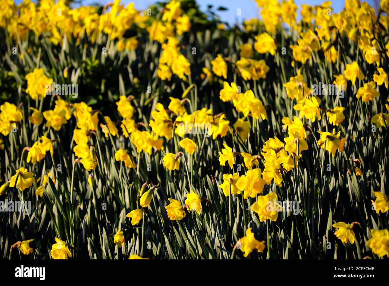 Plant daffodil bulbs lawn hi-res stock photography and images - Alamy