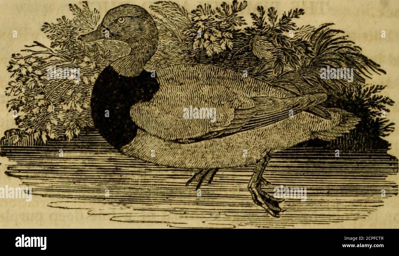 Dunbird hi-res stock photography and images - Alamy