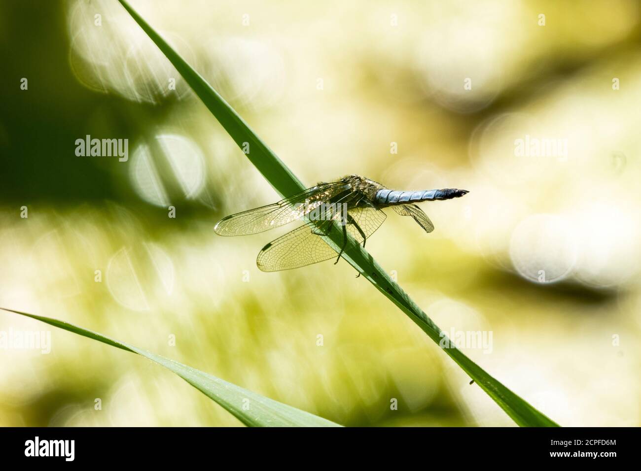 Dragonfly arrow hi-res stock photography and images - Alamy