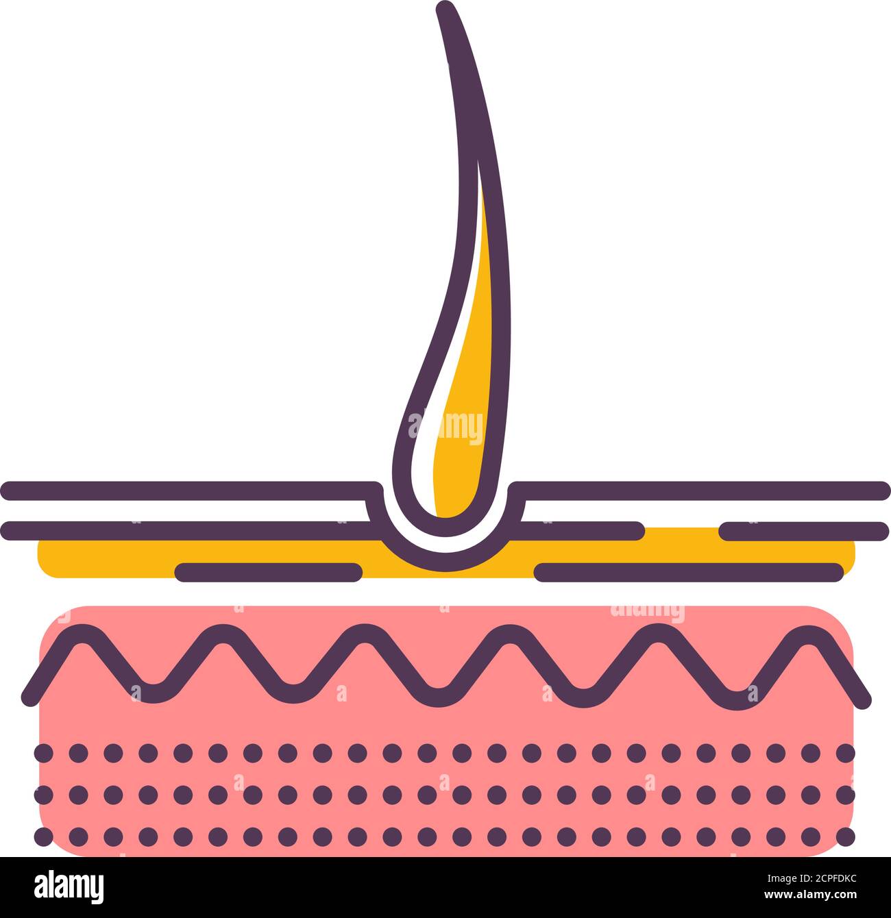 Structure of the skin line color icon. Hair anatomy and hair follicle ...