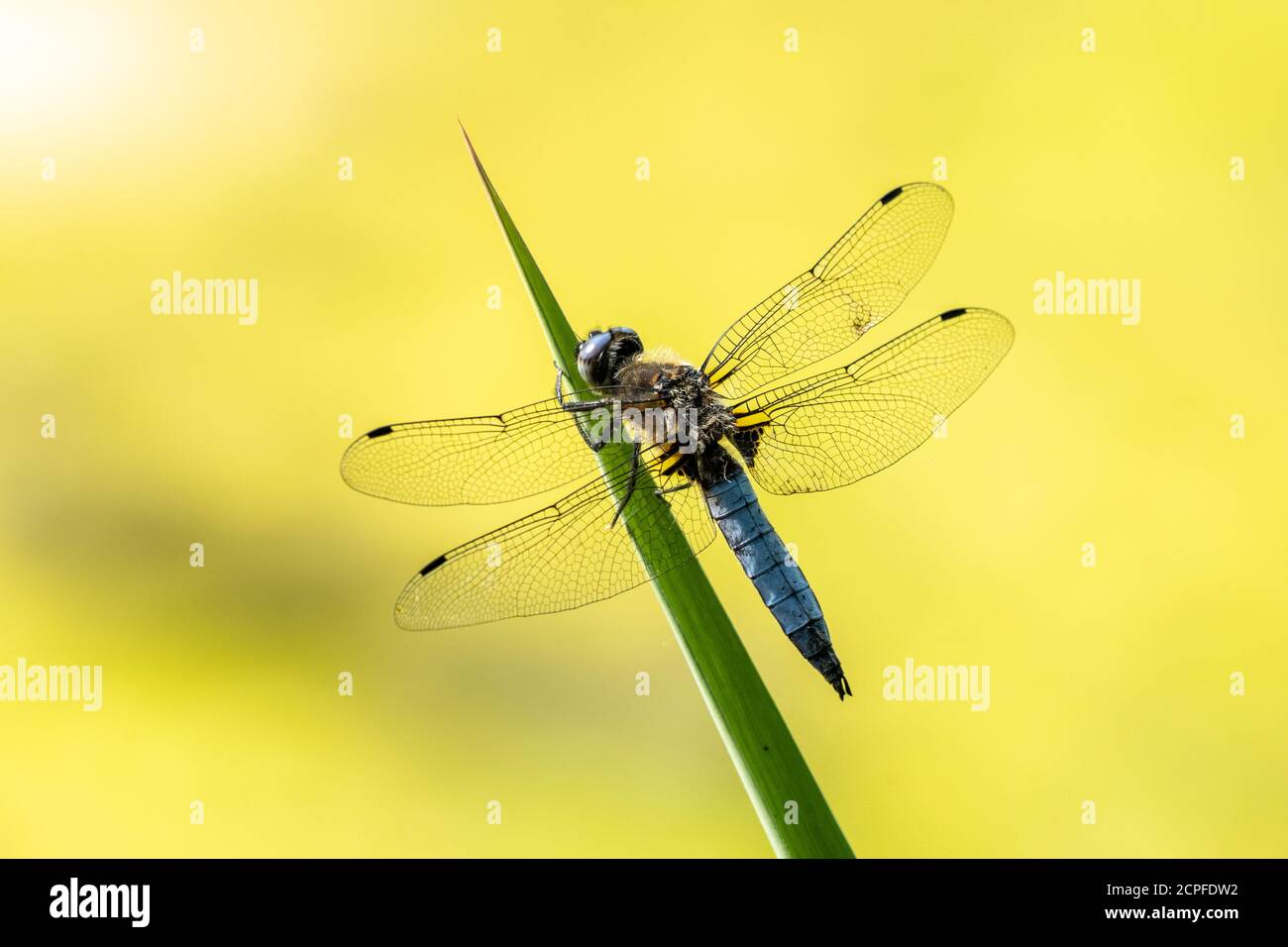 Dragonfly arrow hi-res stock photography and images - Alamy