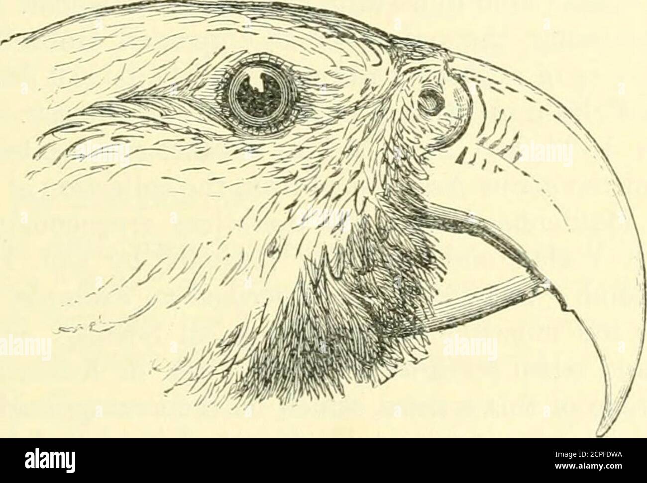. A dictionary of birds . to the ganglion supremum of the comhined 11 ...