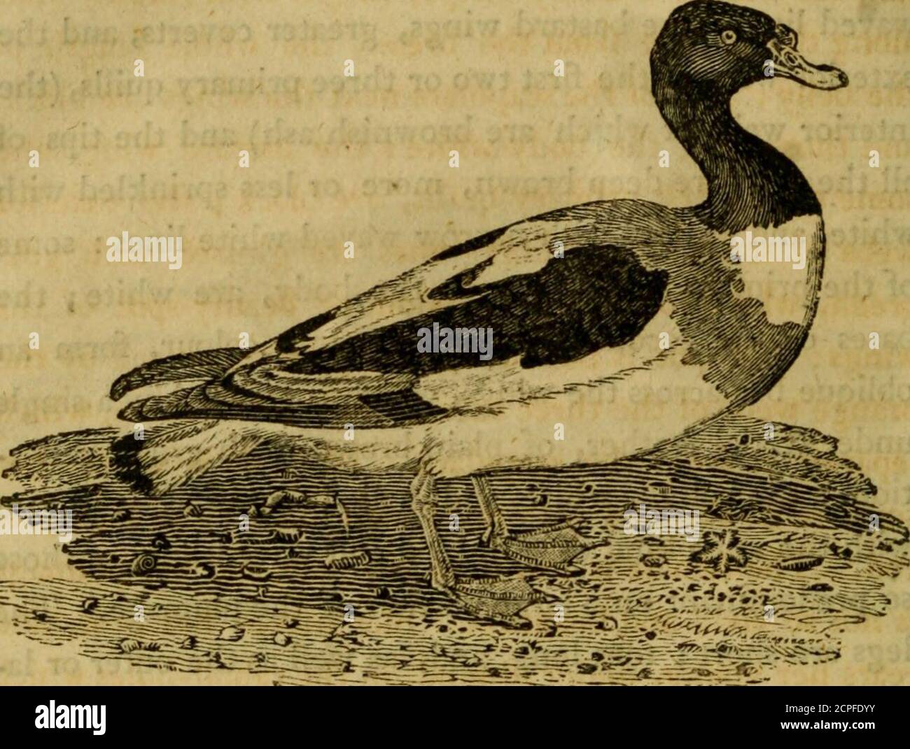 Burrough duck hi-res stock photography and images - Alamy