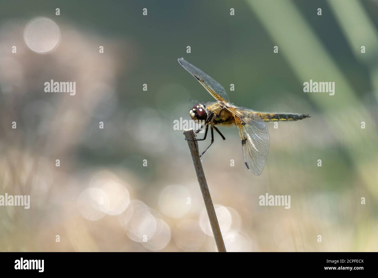 Four Winged Insect High Resolution Stock Photography and Images - Alamy