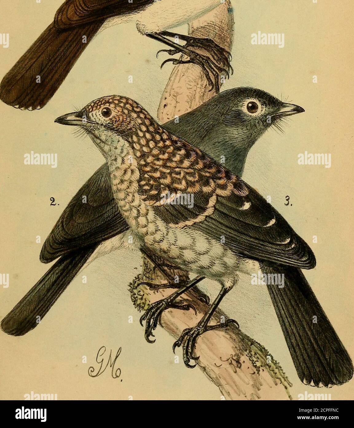 521 529 hi-res stock photography and images - Alamy