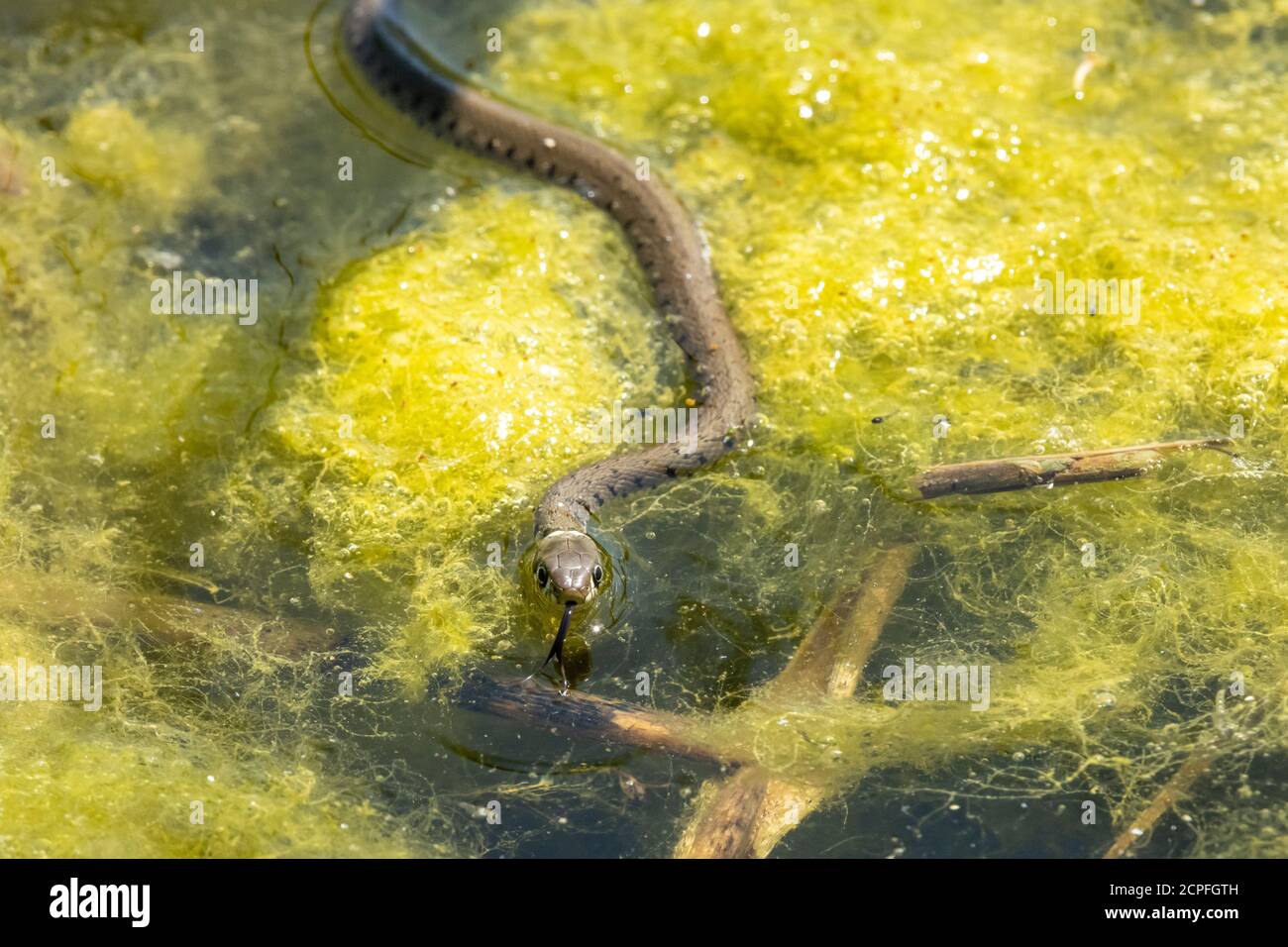 Grass snake (Natrix natrix), young animal in a pond Stock Photo - Alamy