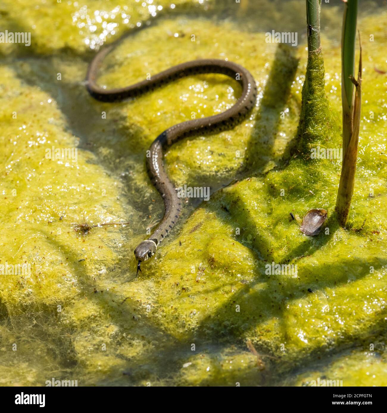 Grass snake (Natrix natrix), young animal in a pond Stock Photo - Alamy