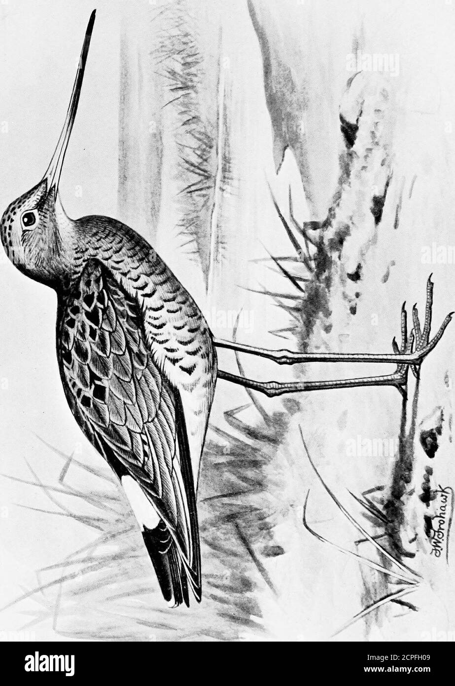 Two Bar Tailed Godwits High Resolution Stock Photography and Images - Alamy