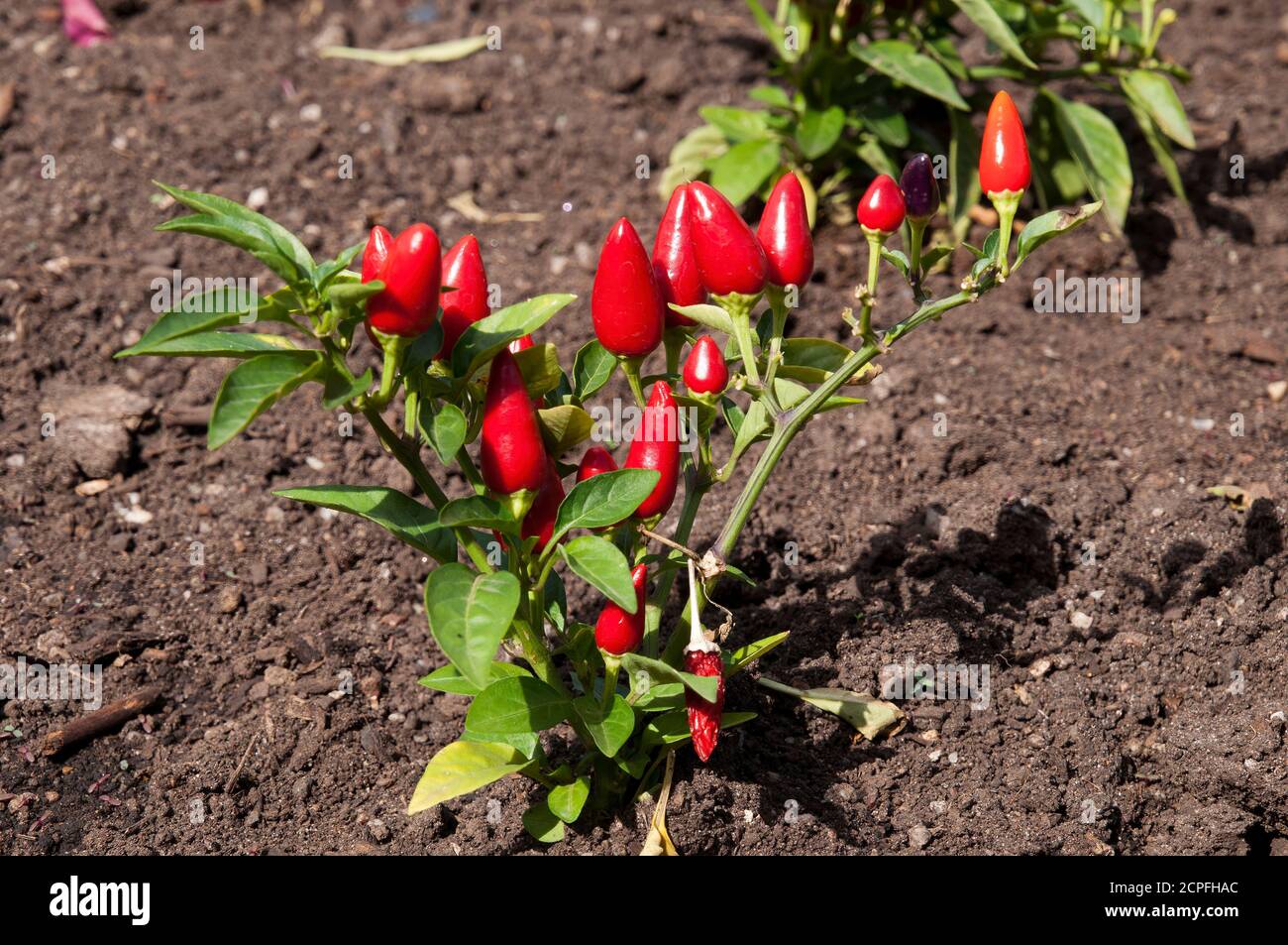 Ornamental Chilli High Resolution Stock Photography and Images - Alamy