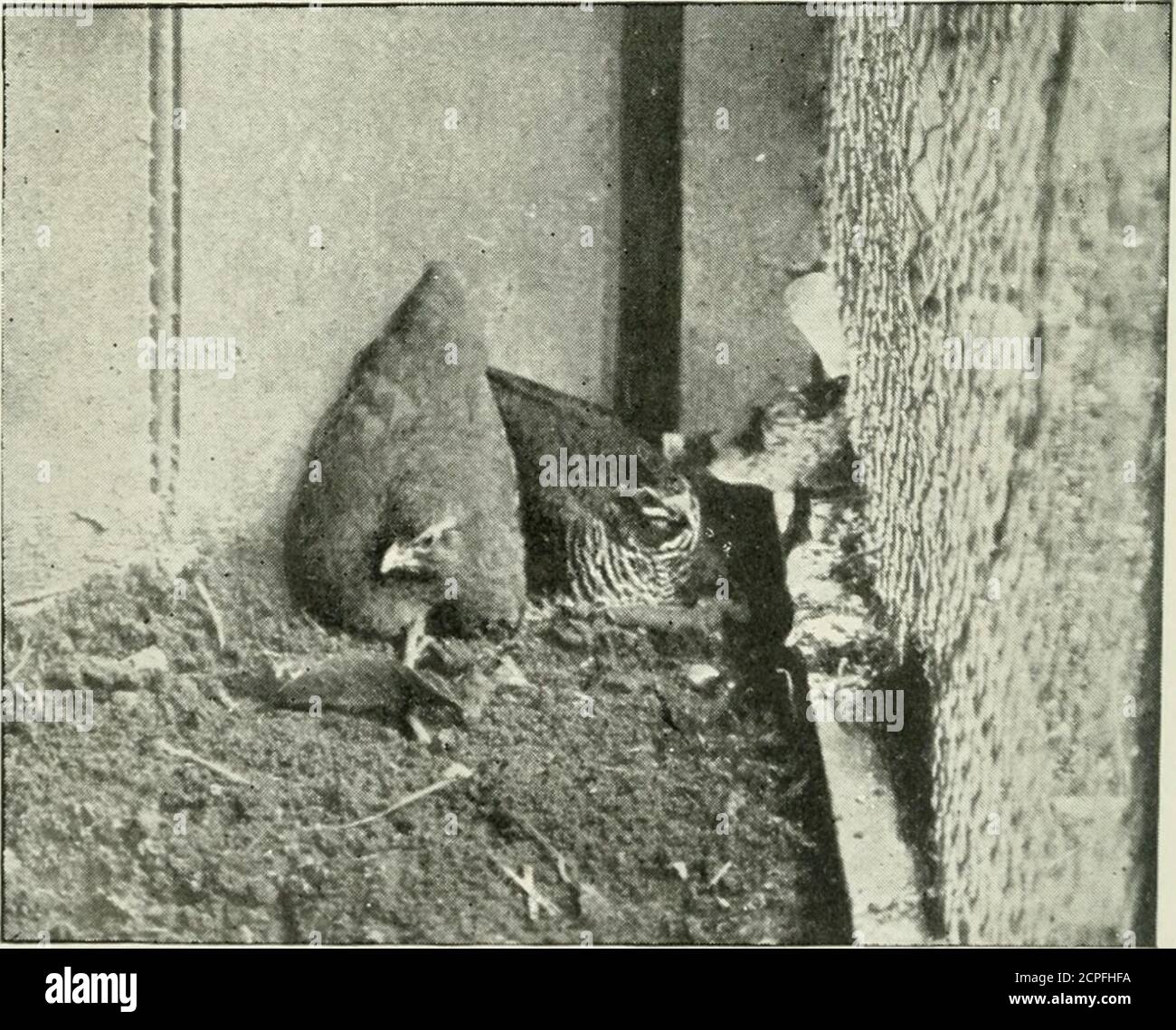 . Bird notes . THE DIAMOND DOVE. Geapelia cuneata.. THE JUNGLE BUSH ...