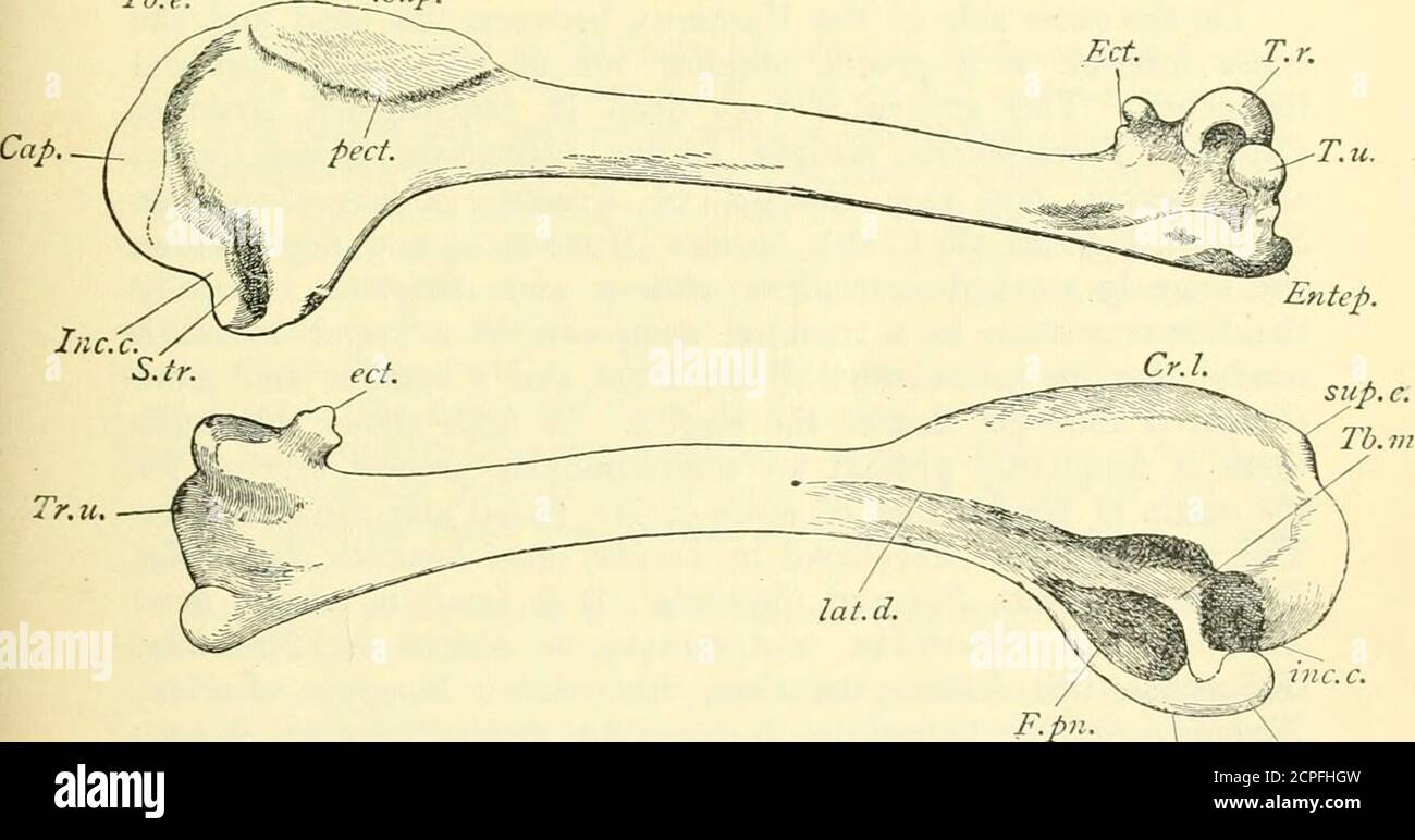 Inferior capitis hi-res stock photography and images - Alamy