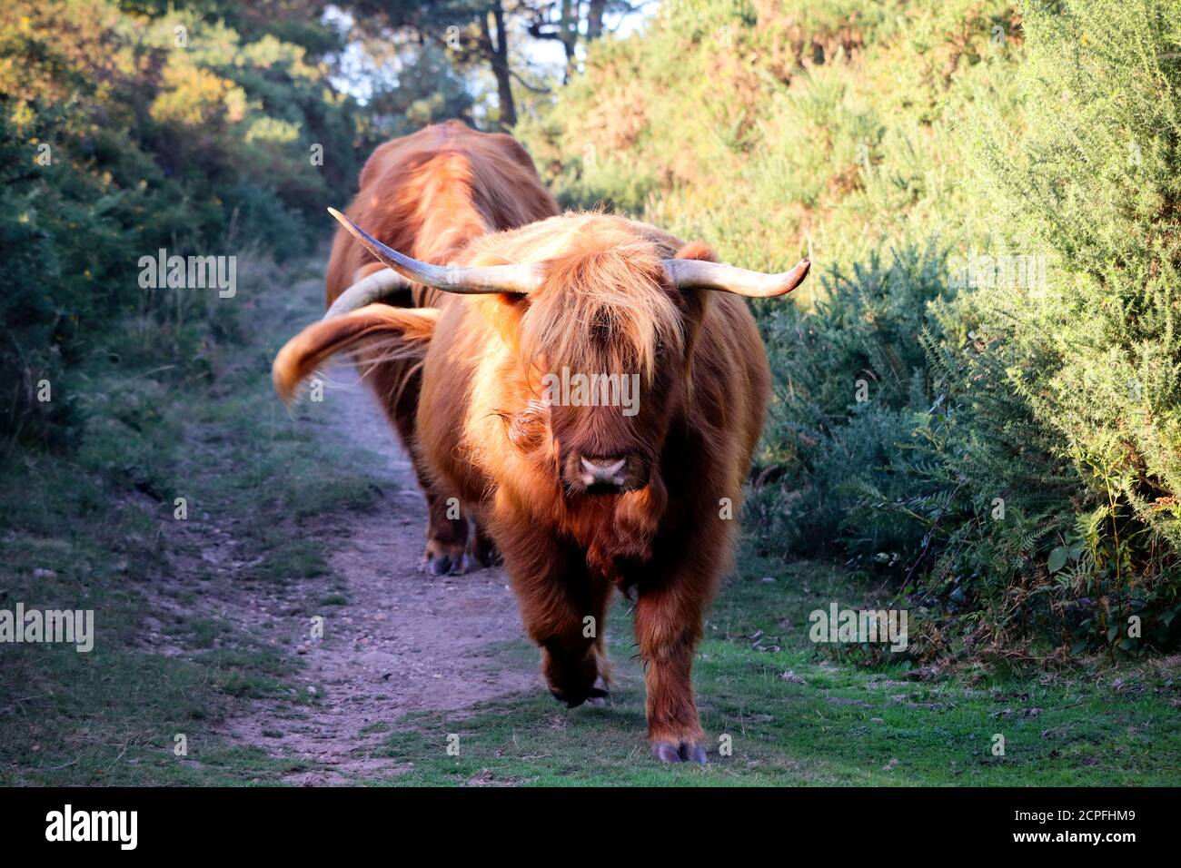 Grassland red bull hi-res stock photography and images - Alamy