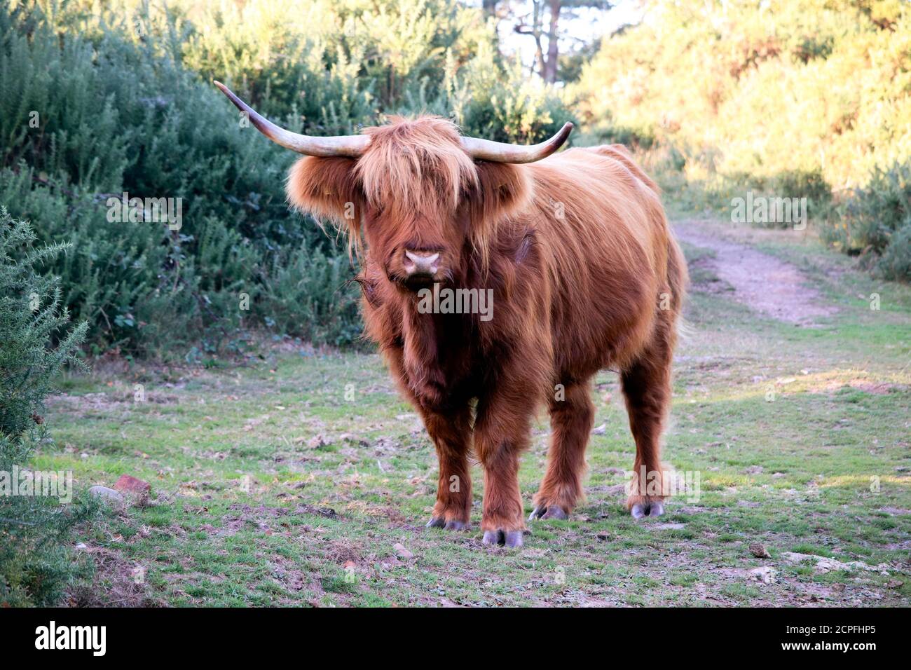 Big horned cattle hi-res stock photography and images - Alamy
