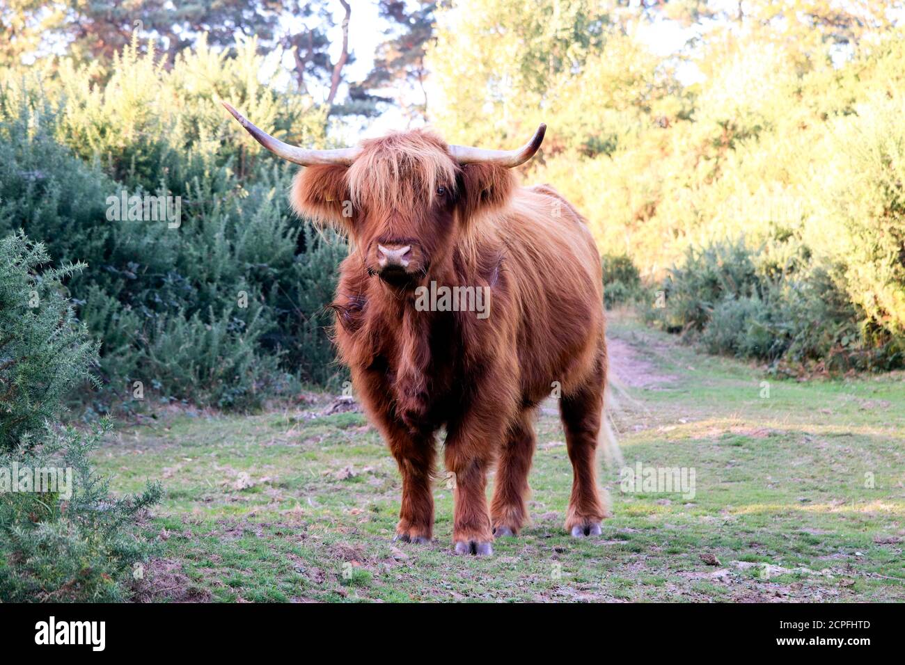 Bull cows horns hi-res stock photography and images - Alamy