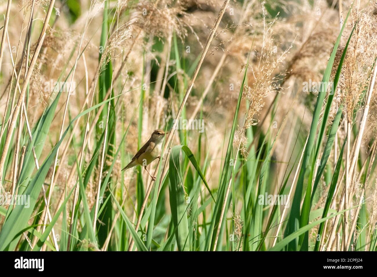 Reed Warbler (Acrocephalus schoenobaenus) a songbird genus of the Reed ...