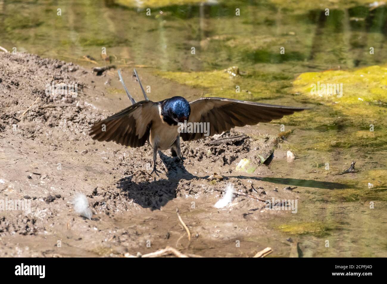 Swallow landing hi-res stock photography and images - Alamy