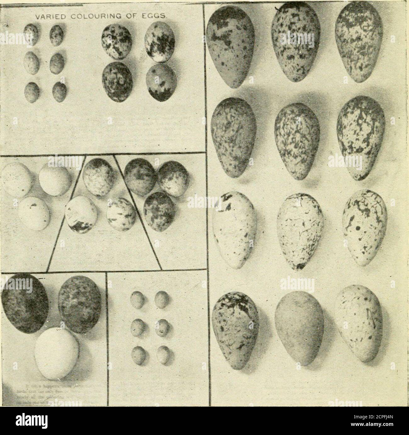 Robin rather hi-res stock photography and images - Alamy