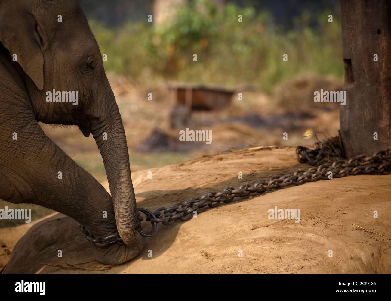 Elephant breeding center hi-res stock photography and images - Alamy