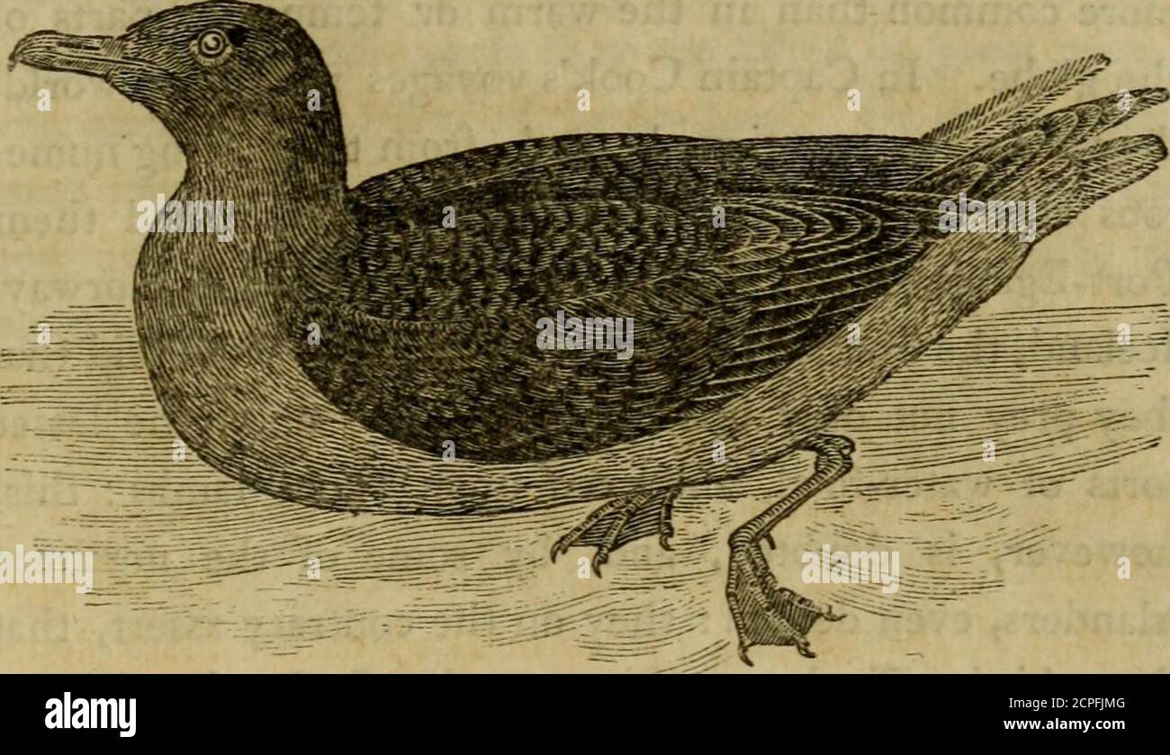 Deep rust plumage hi-res stock photography and images - Alamy