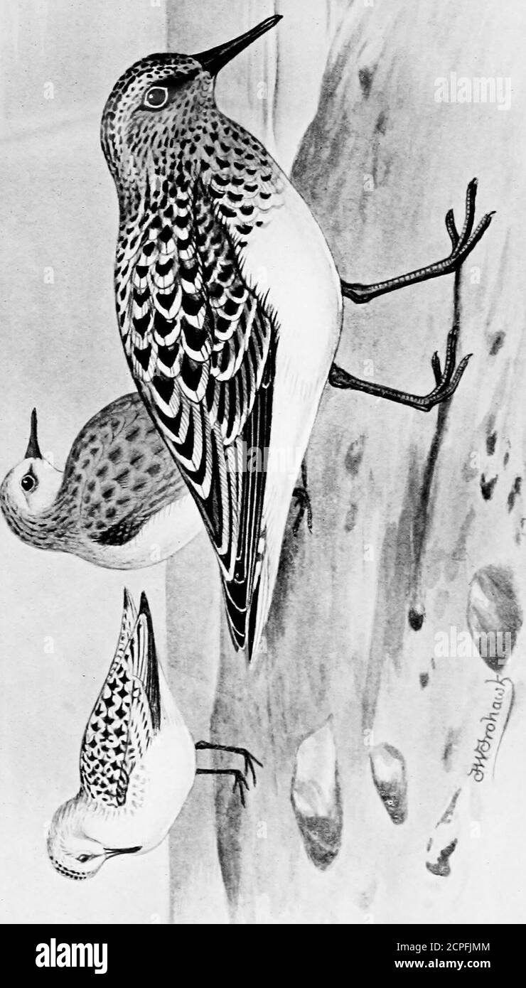 Breeding quarters Black and White Stock Photos & Images - Alamy